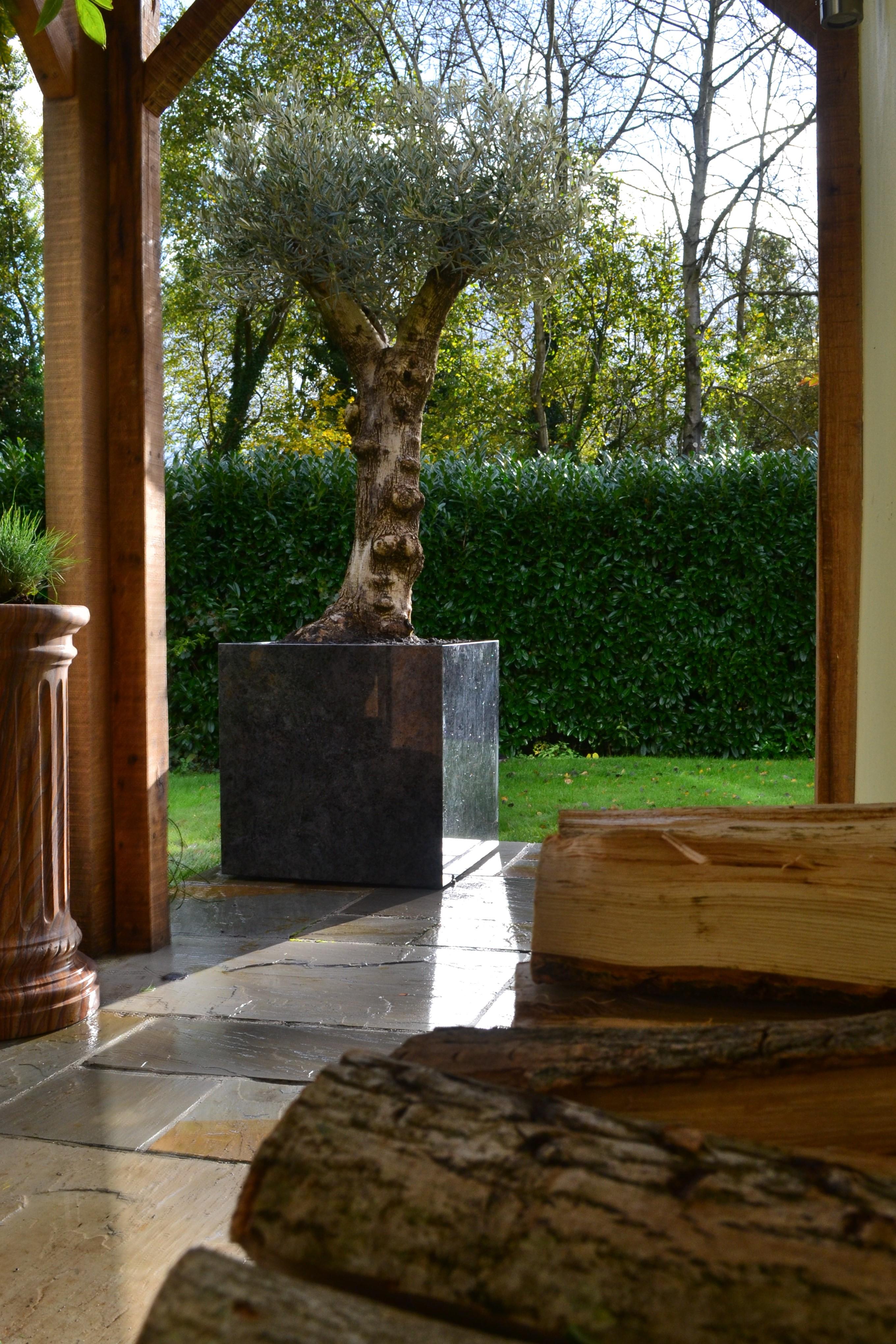 The Olive Tree Pot | Unique Natural Stone